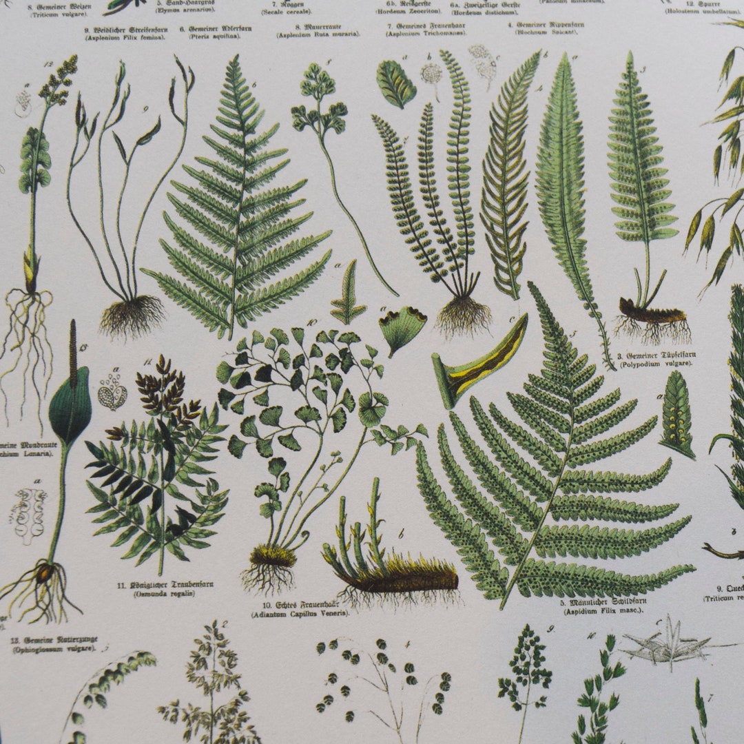 Botanical Print Paper, Flowers and Leaves Design, Floral Paper, Collage ...