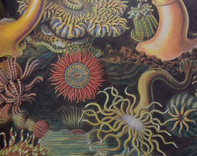 Botanical Print Paper, Ocean, Vintage Inspired Sea Life Designs, Sea ...