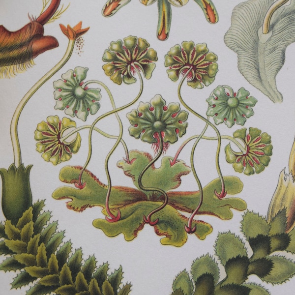 Botanical Decoupage - Etsy