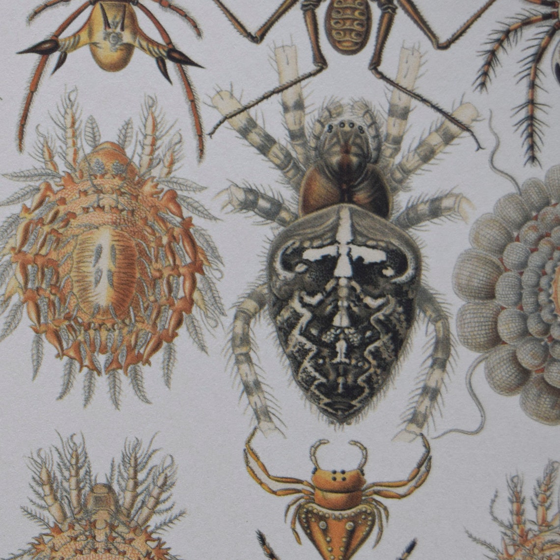 Botanical Print Paper Spiders Design Insect Design Wrapping - Etsy