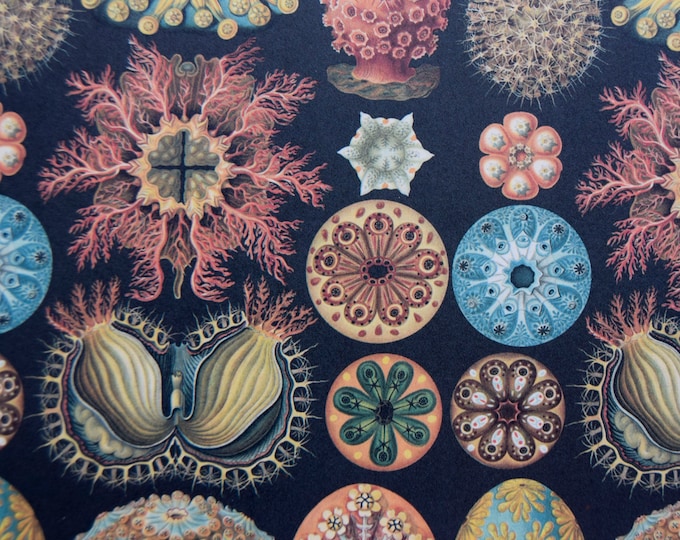 Botanical Print Paper, Ocean, Vintage Inspired Sea Life Designs, Sea ...