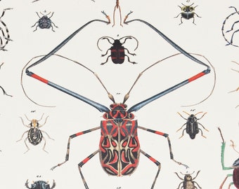 Botanical Print Paper, Spiders Design, Insect Design, Wrapping Paper ...