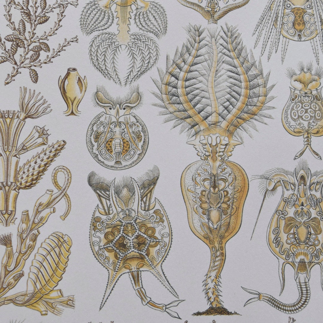 Vintage Sea Life Print Paper: Coral Reef Collage (2 Sheets) - Etsy
