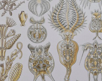 Botanical Print Paper, Ocean, Vintage Inspired Sea Life Designs, Sea ...