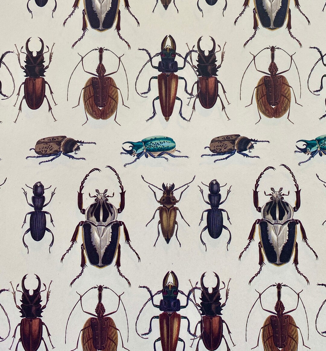 Botanical Print Paper, Beetle Design, Insect Paper, Collage Paper ...