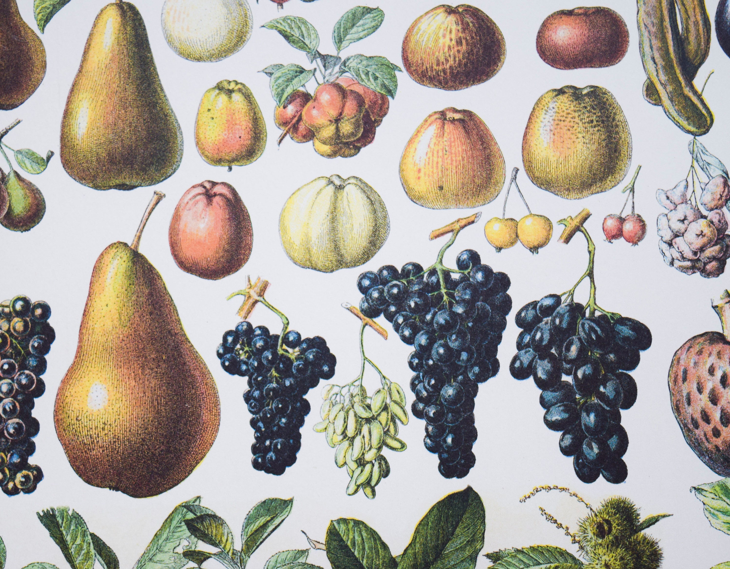 Botanical Print Paper Fruit Design Vintage Fruit Design | Etsy