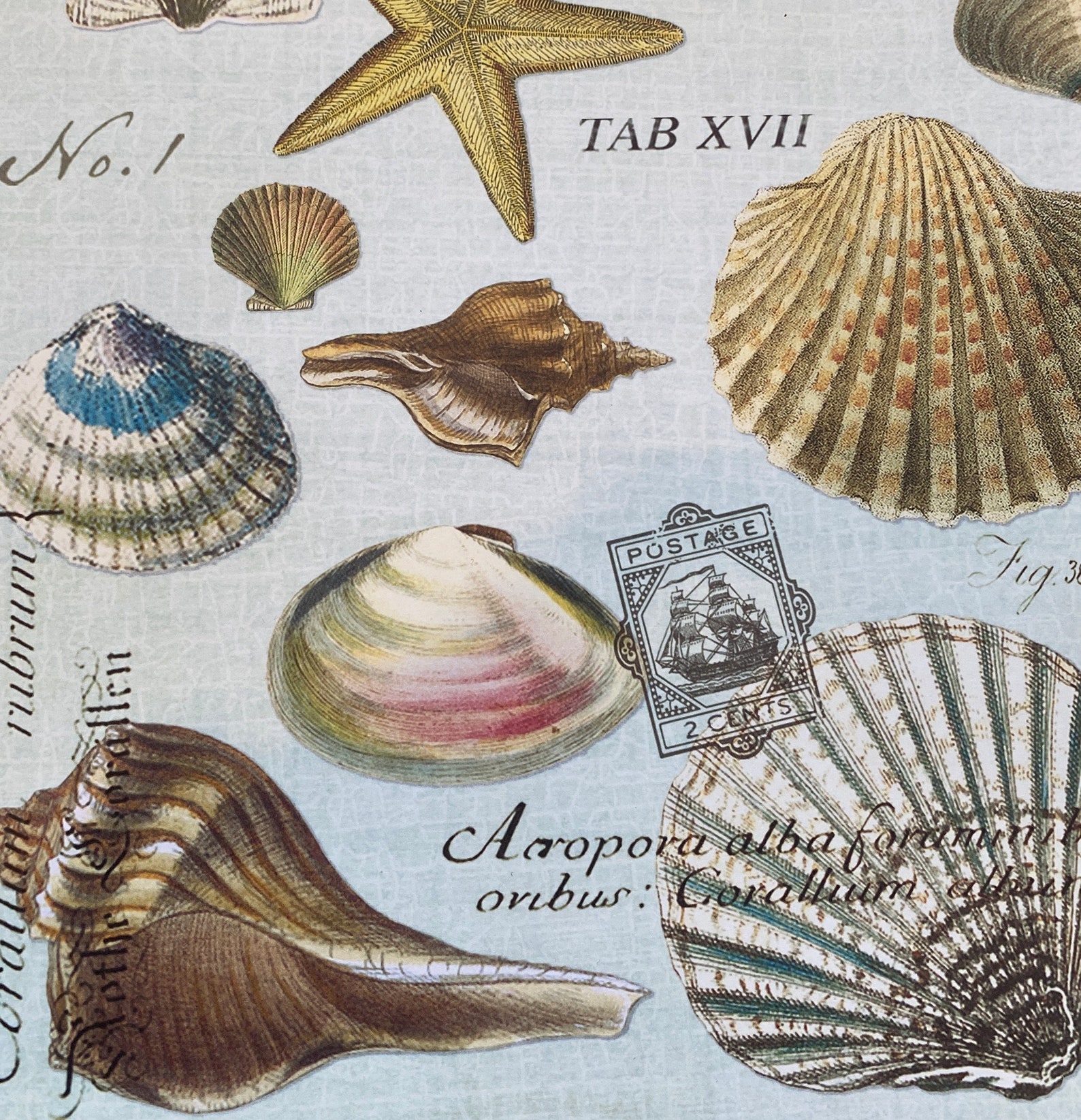 Botanical Print Paper, Sea Shells, Shell Paper, Collage Paper, Ocean ...