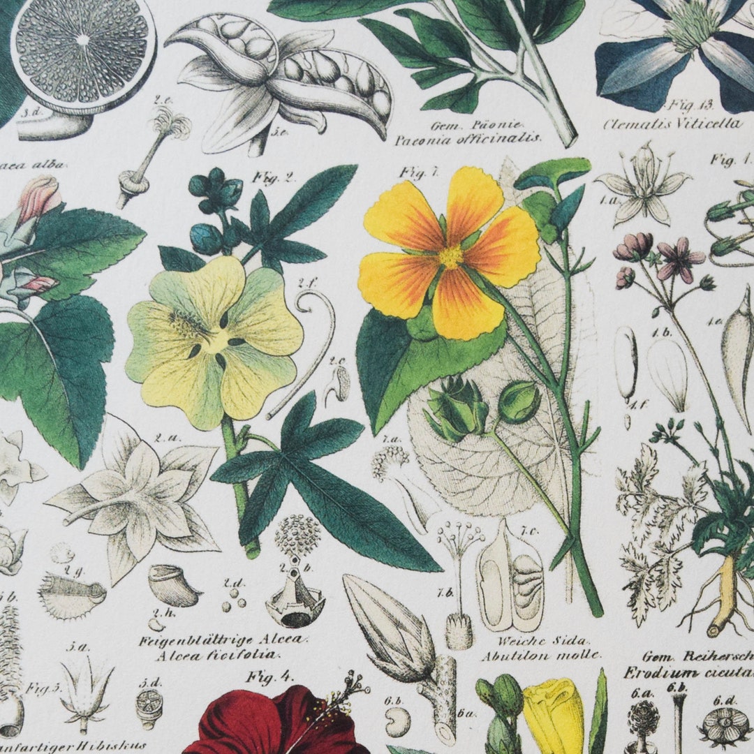 Botanical Print Paper, Flowers and Leaves Design, Floral Paper, Collage ...