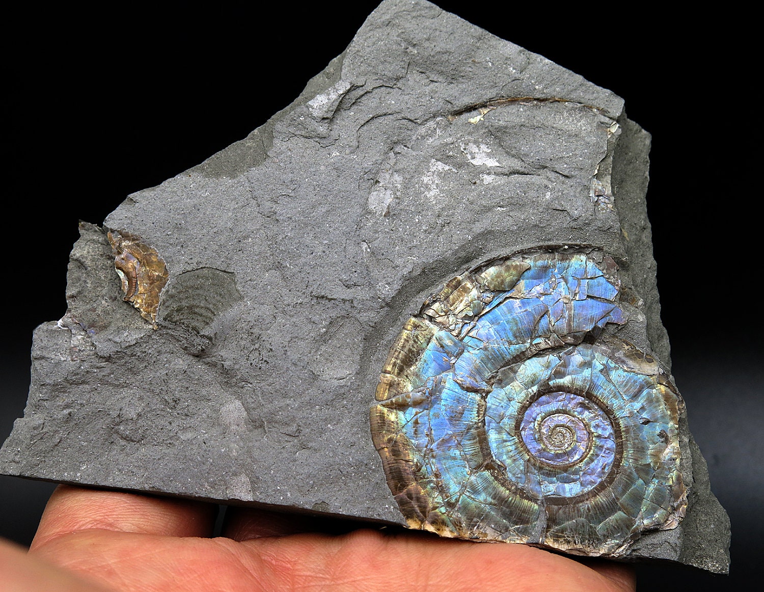 A Iridescent Ammonite in shale. Psiloceras Planorbis mined in Somerset ...
