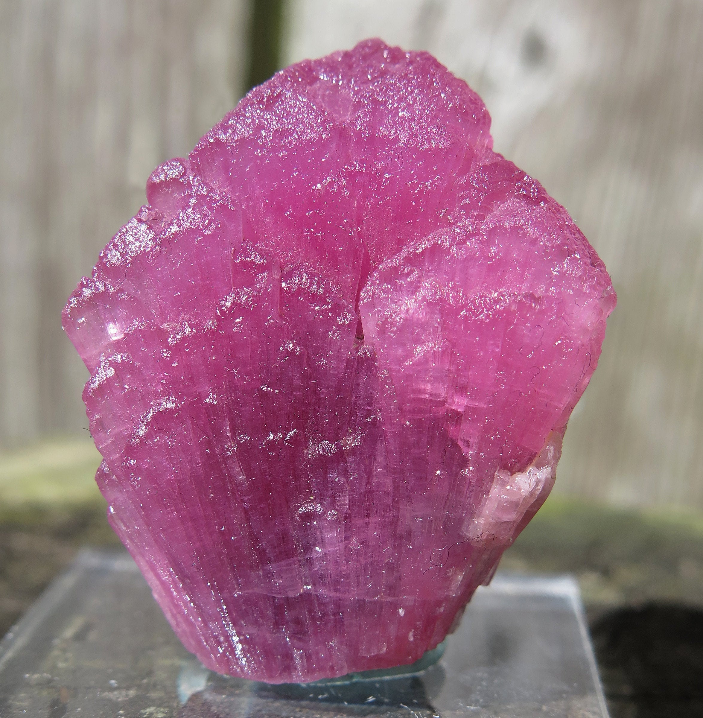 High quality complete Tourmaline var Rubellite Mushroom tourmaline ...