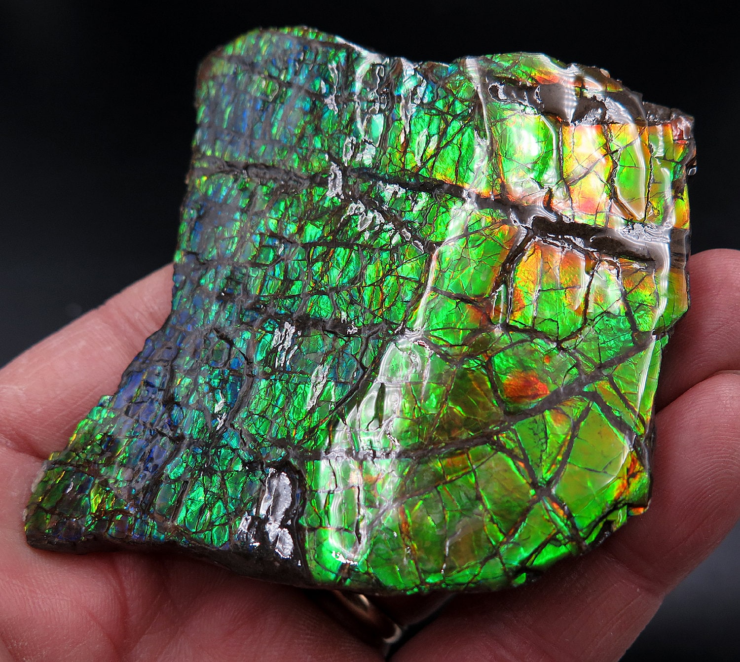 High flash 2.5 inch Ammolite from Korite Mine, Alberta, Canada. Comes ...