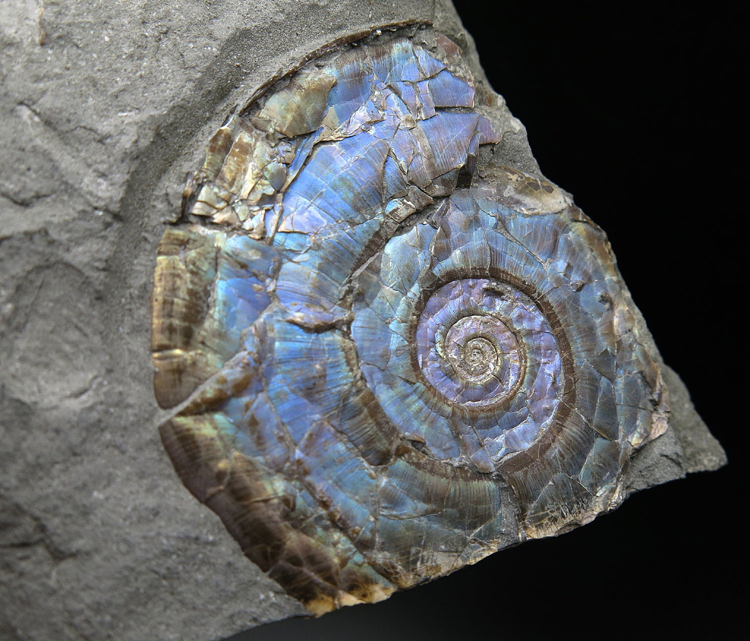 A Iridescent Ammonite in shale. Psiloceras Planorbis mined in Somerset ...