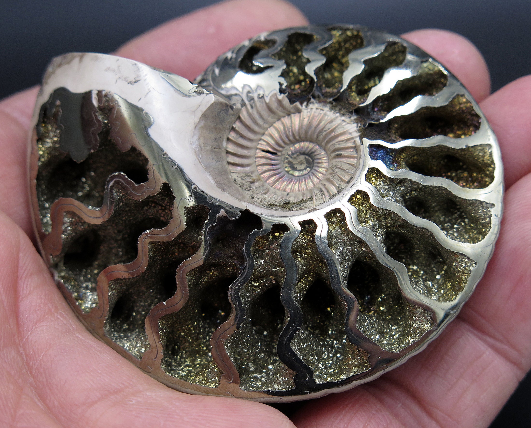 Large 2 5/8 inch Ammonite replaced by Pyrite from the Volga river area ...