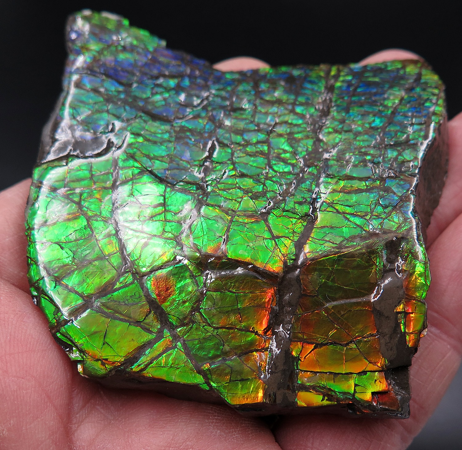 High flash 2.5 inch Ammolite from Korite Mine, Alberta, Canada. Comes ...