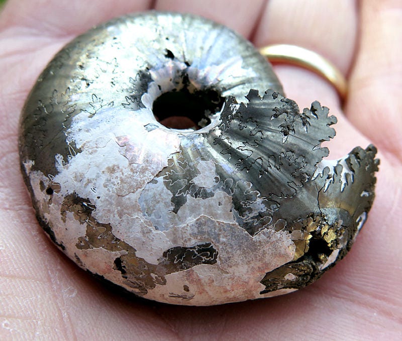 22.3 Gram Natural Pyrite Ammonite. 2 Inch across. Russian Federation
