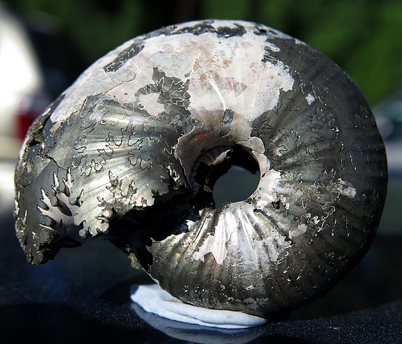 22.3 Gram Natural Pyrite Ammonite. 2 Inch across. Russian Federation