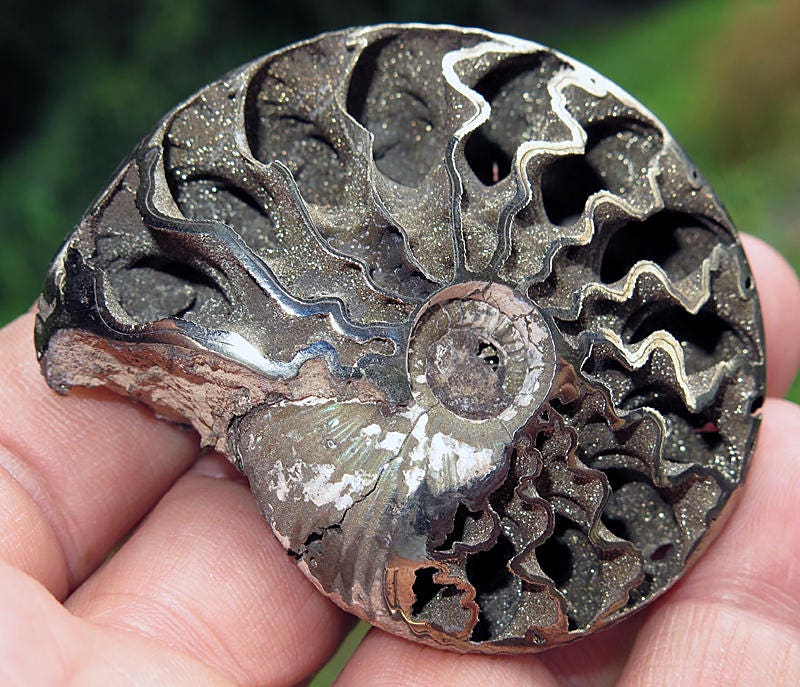 48.8 Gram Natural Pyrite Ammonite. 2.5 Inches across. Russian Federation