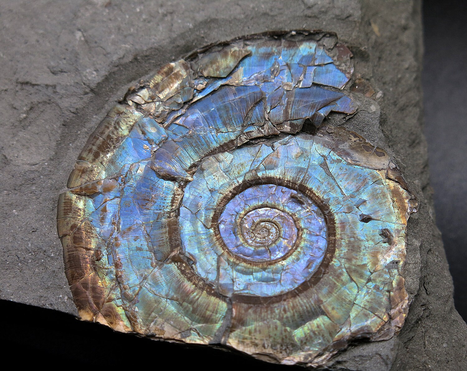 A Iridescent Ammonite in shale. Psiloceras Planorbis mined in Somerset ...