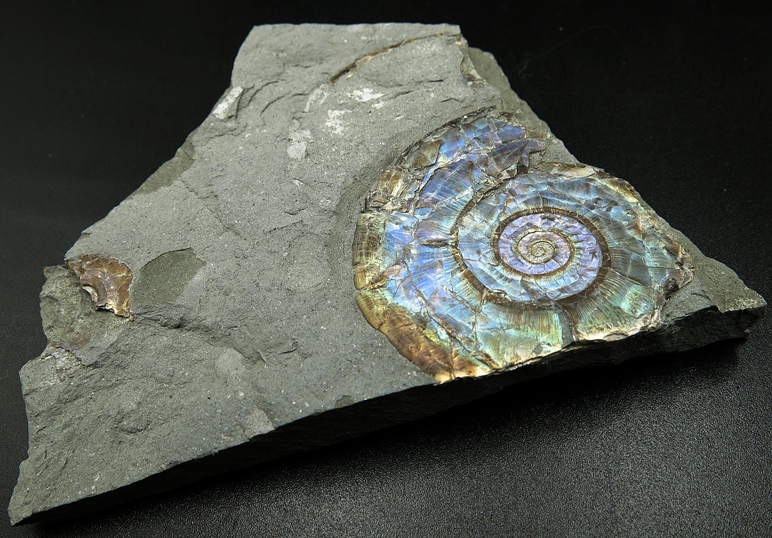A Iridescent Ammonite in shale. Psiloceras Planorbis mined in Somerset ...