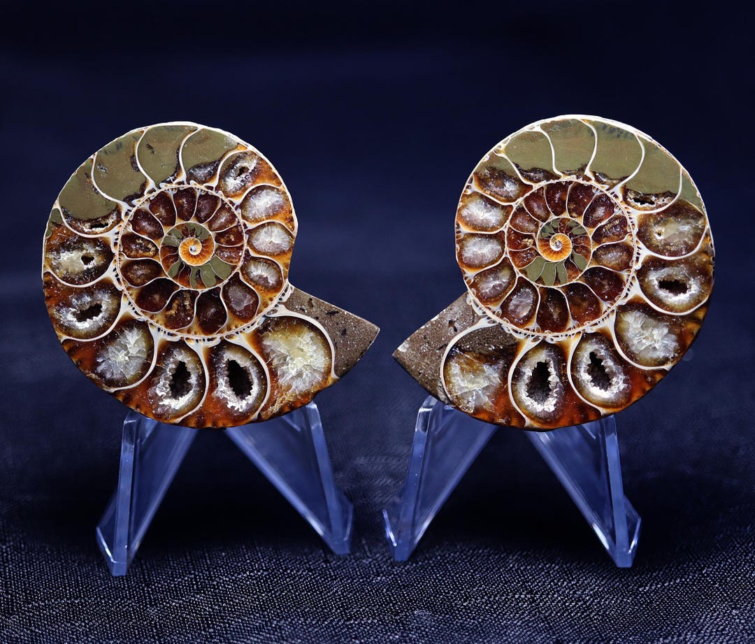 Split Ammonite Fossil Matching Pair. First Quality, Beautifully ...