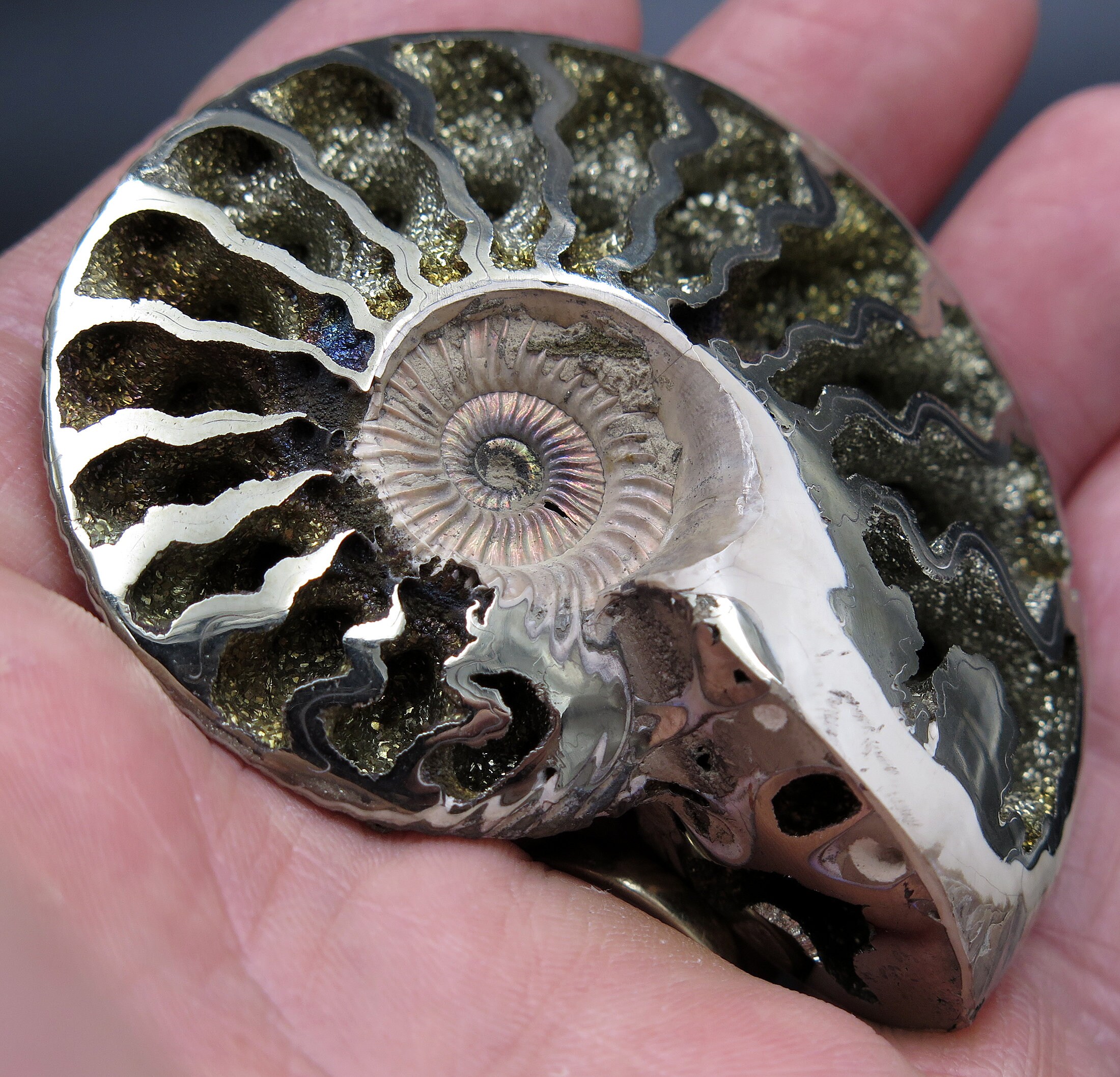 Large 2 5/8 inch Ammonite replaced by Pyrite from the Volga river area ...