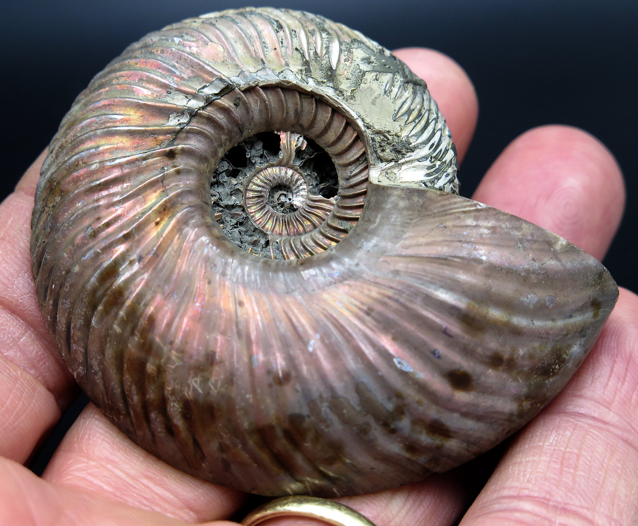 Large 2 5/8 inch Ammonite replaced by Pyrite from the Volga river area ...