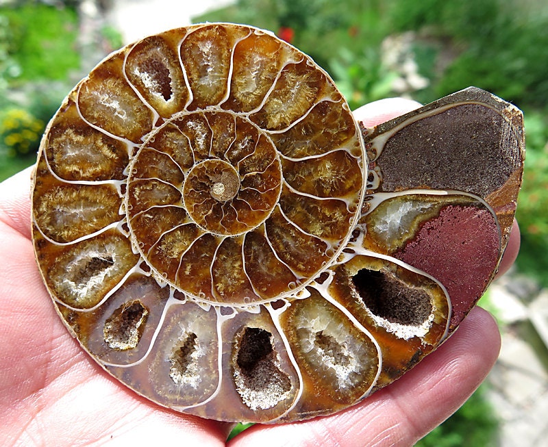 First quality Split polished Ammonite pair. Detail down to its center ...