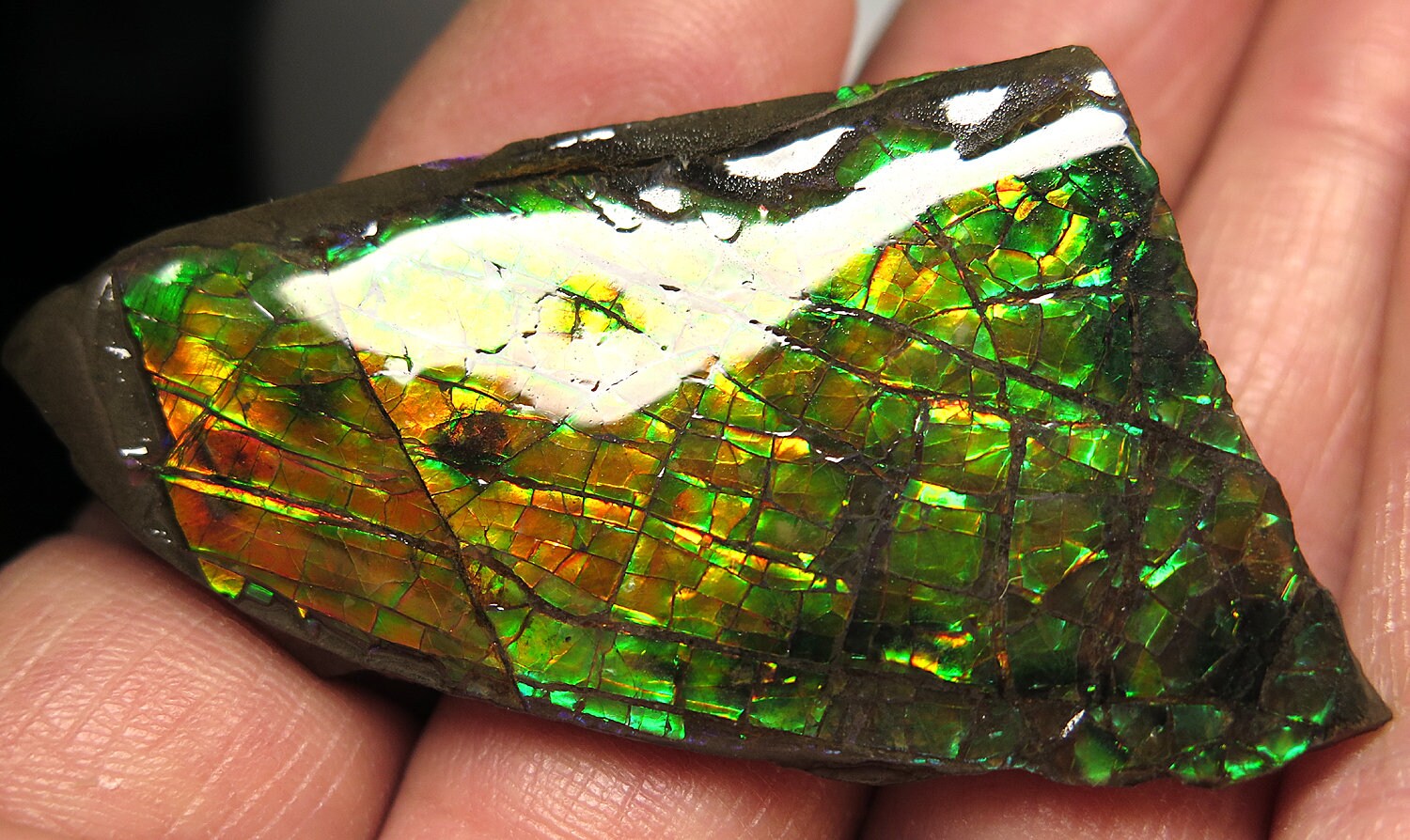 High flash 2.5 inch Ammolite from Korite Mine, Alberta, Canada. Comes ...