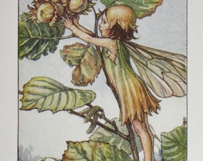 The Hazel Nut Fairy A 1940s Cicely Mary Barker Fairy Etsy