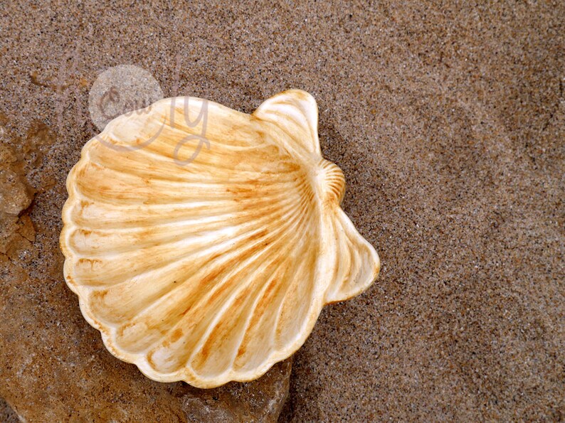 Handmade Large Ceramic Sea Shell Dish - Etsy