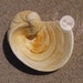 Handmade Large Ceramic Sea Shell Dish - Etsy