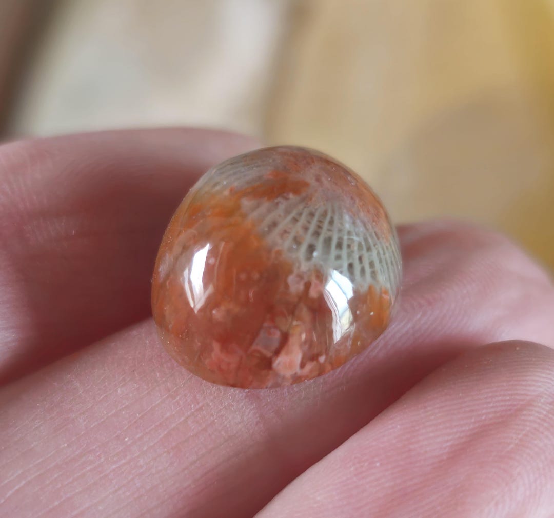 Triassic Fossil Red Horn Coral/petrified/agatized Coral Stone 1 - Etsy