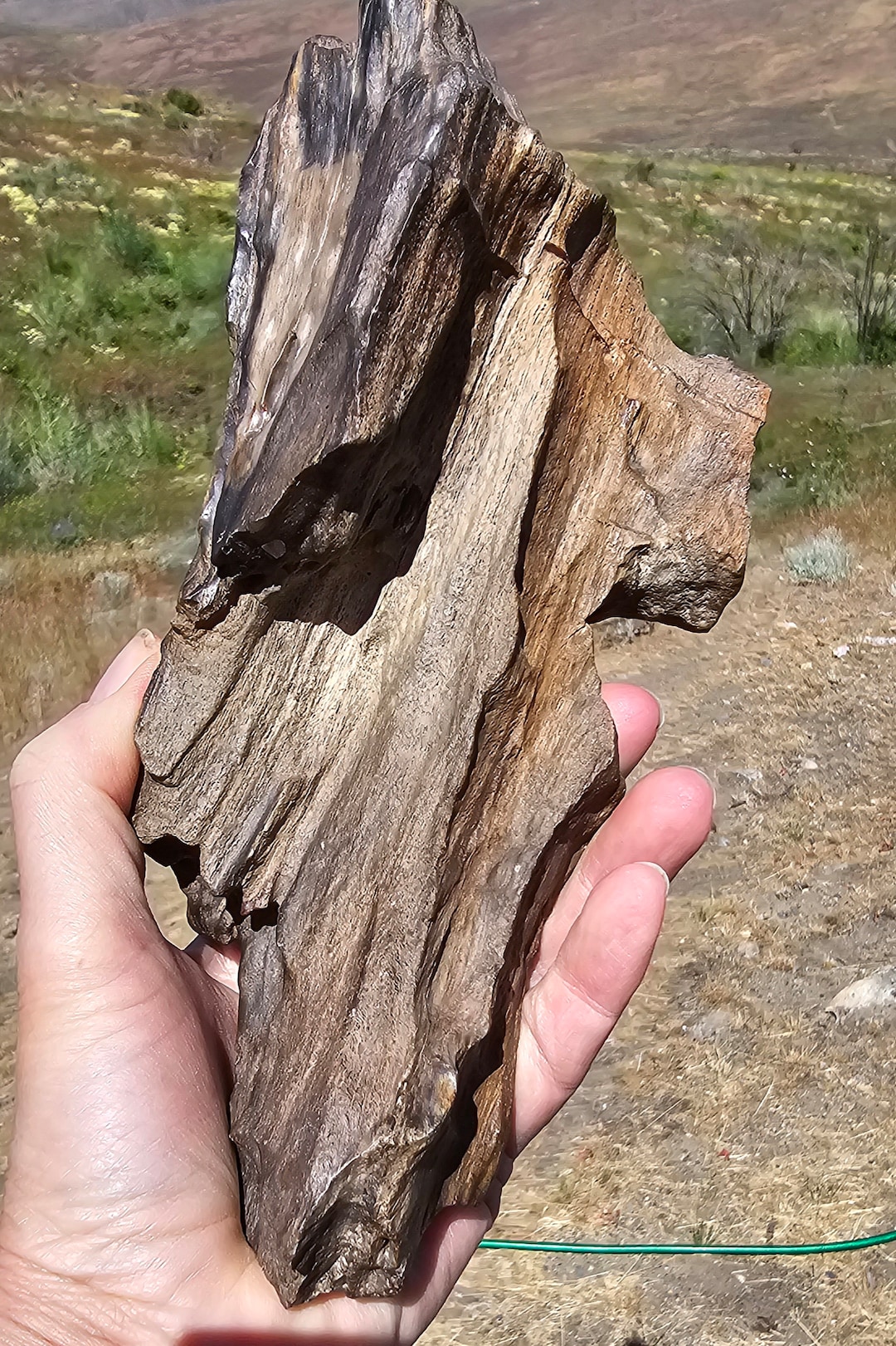 Fossilized Petrified Iron Wood Limb Rare Specimen-1 - Etsy
