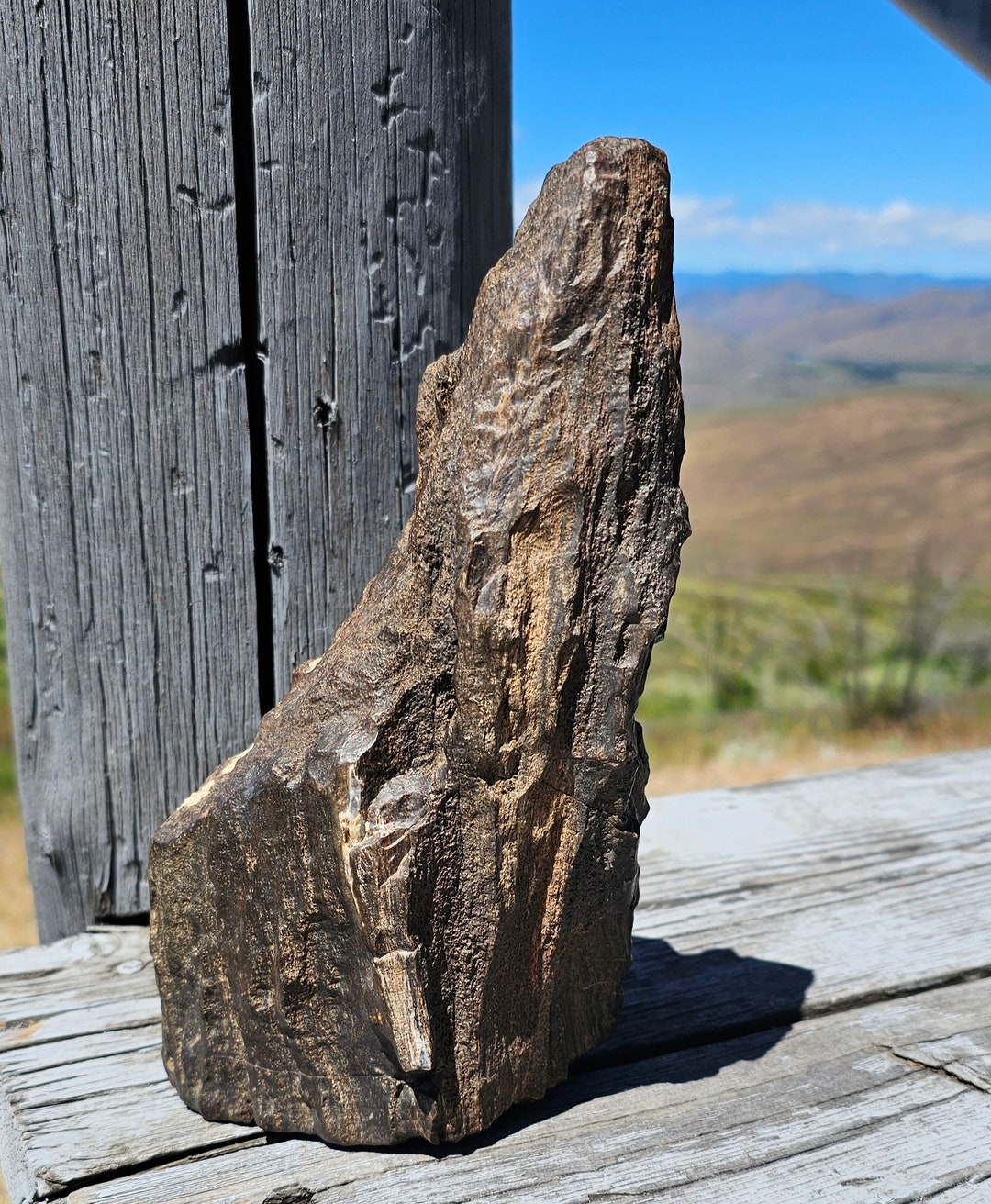 Fossilized Petrified Iron Wood Limb Rare Specimen-2 - Etsy