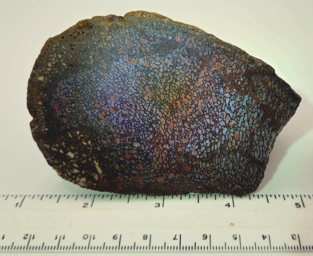 Dinosaur Bone Agatized Large Specimen - Etsy