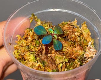 CLbotanicals - Etsy