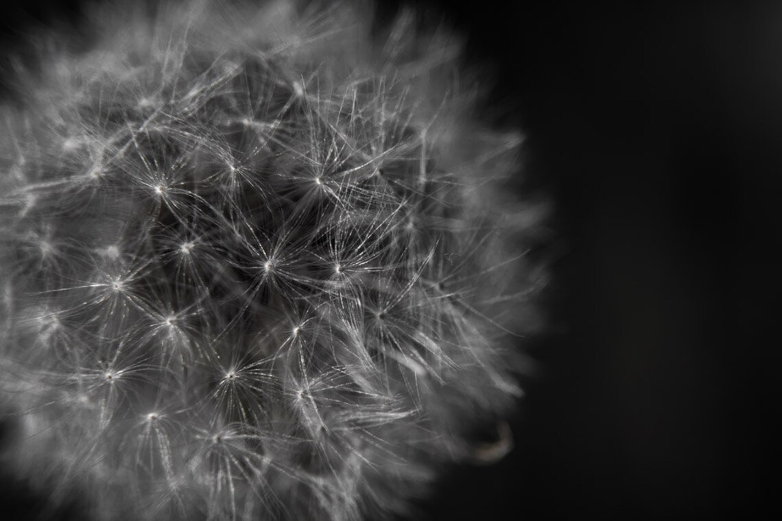 Dandelion Wisp Spring Flower Black and White Macro Wall - Etsy