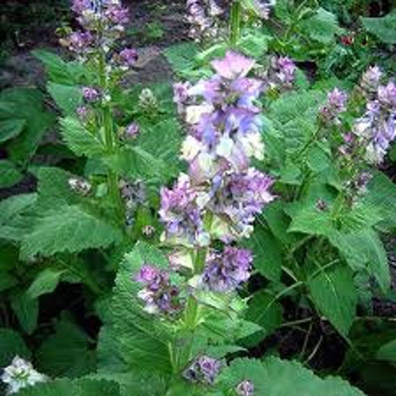 Pure CLARY SAGE Essential Oil .5 Oz Aromatherapy Balance & Courage - Etsy