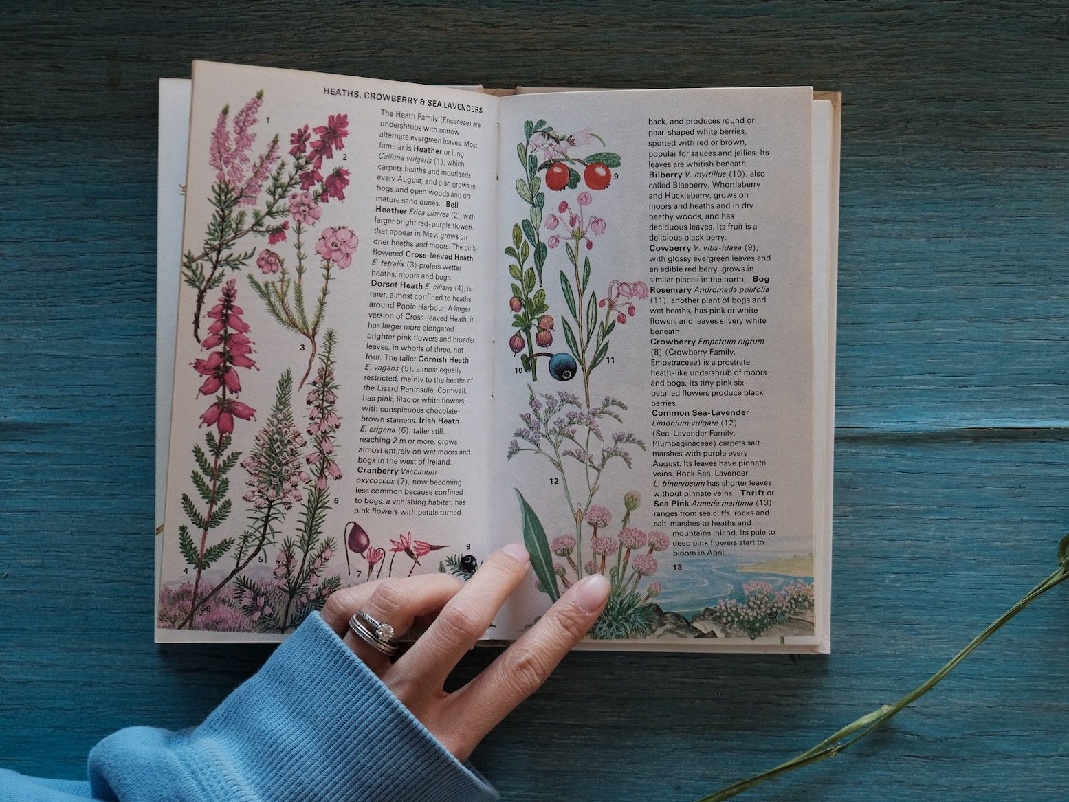 Vintage Wildflower Botanical Book: Britain & Northern Europe, 1980s - Etsy
