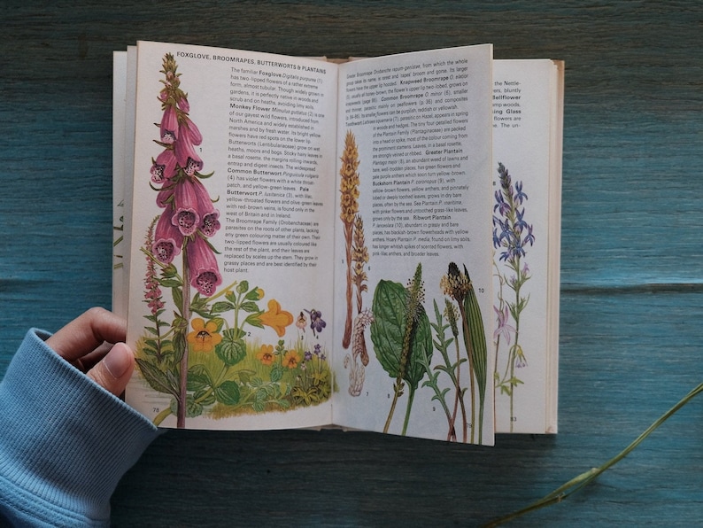 Vintage Wildflower Botanical Book: Britain & Northern Europe, 1980s - Etsy