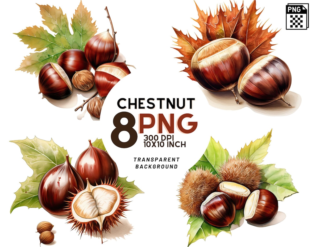 Watercolor Chestnut Clipart 8 High-resolution Pngs for Scrapbooking ...