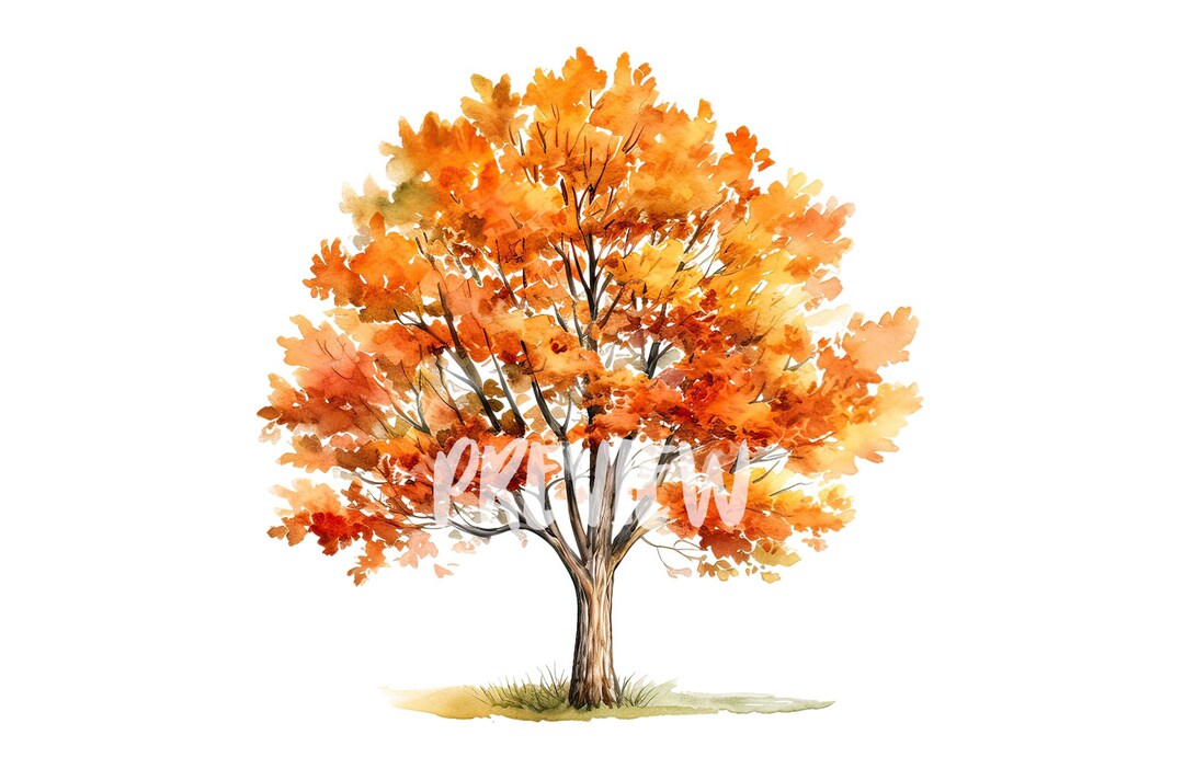 Watercolor Seasonal Trees Set: 8 High-quality 300 DPI PNG - Botanical ...