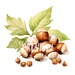 Watercolor Hazelnut Clipart 8 High-resolution Pngs for Scrapbooking ...