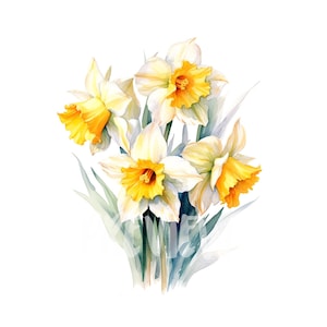 Daffodil Clipart Set: 8 High-quality Pngs for Botanical Prints, Digital ...