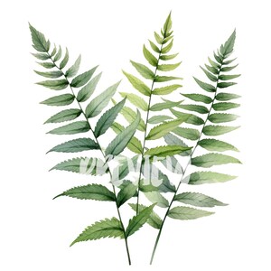 Watercolor Fern Leaves Clipart: 8 High-quality 300 DPI Pngs for ...