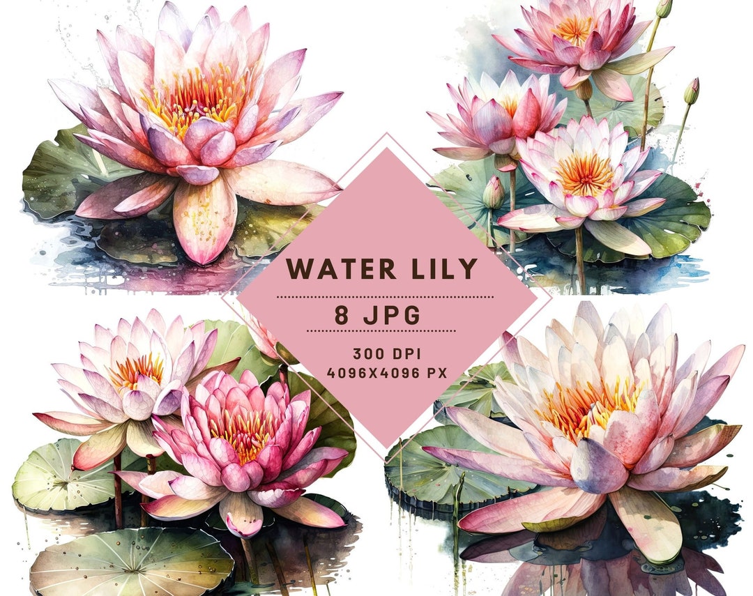 Pink Water Lily Watercolor Clipart: 8 High-quality Jpgs - Etsy Australia