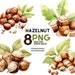 Watercolor Hazelnut Clipart 8 High-resolution Pngs for Scrapbooking ...
