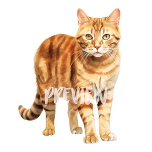 Watercolor Ginger Tabby Cat Clipart - 8 High-quality Pngs for ...
