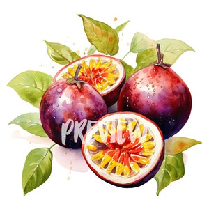 Watercolor Passion Fruit Clipart - 8 High-resolution Pngs for ...