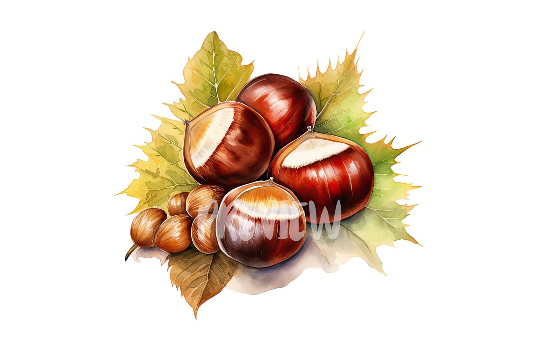 Watercolor Chestnut Clipart - 8 High-resolution Pngs for Scrapbooking ...